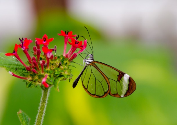 Featured Creature: Glasswinged Butterfly | Blog | Nature | PBS
