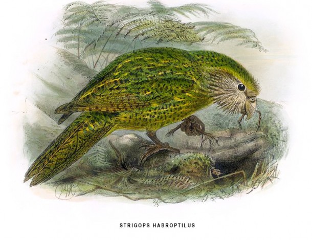 Featured Creature: Kakapo | Blog | Nature | PBS