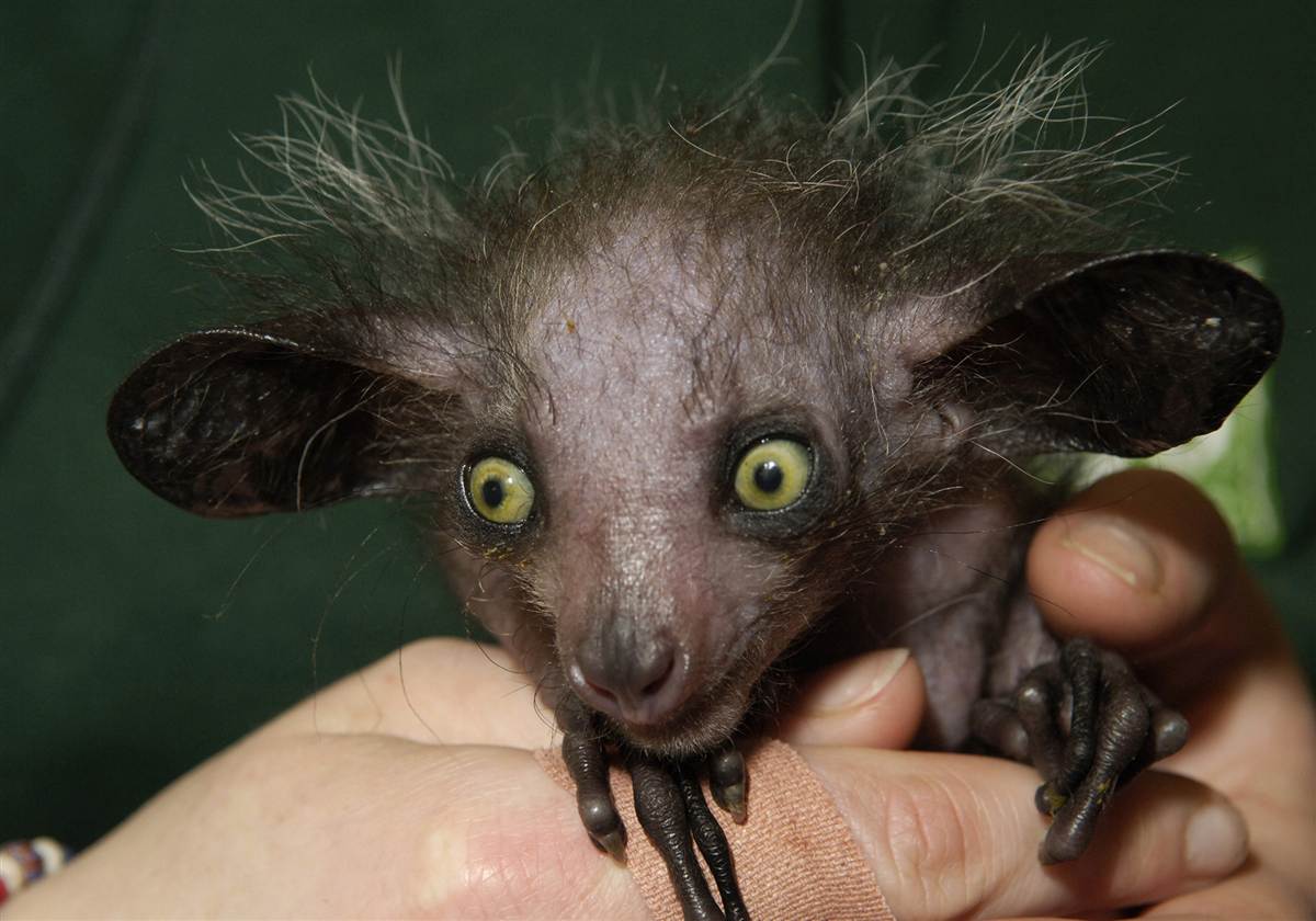 Featured Creature: Aye-Aye | Blog | Nature | PBS