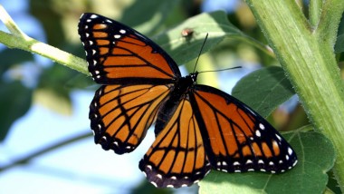 Alien Empire | Monarch Butterfly Migration | Nature | PBS