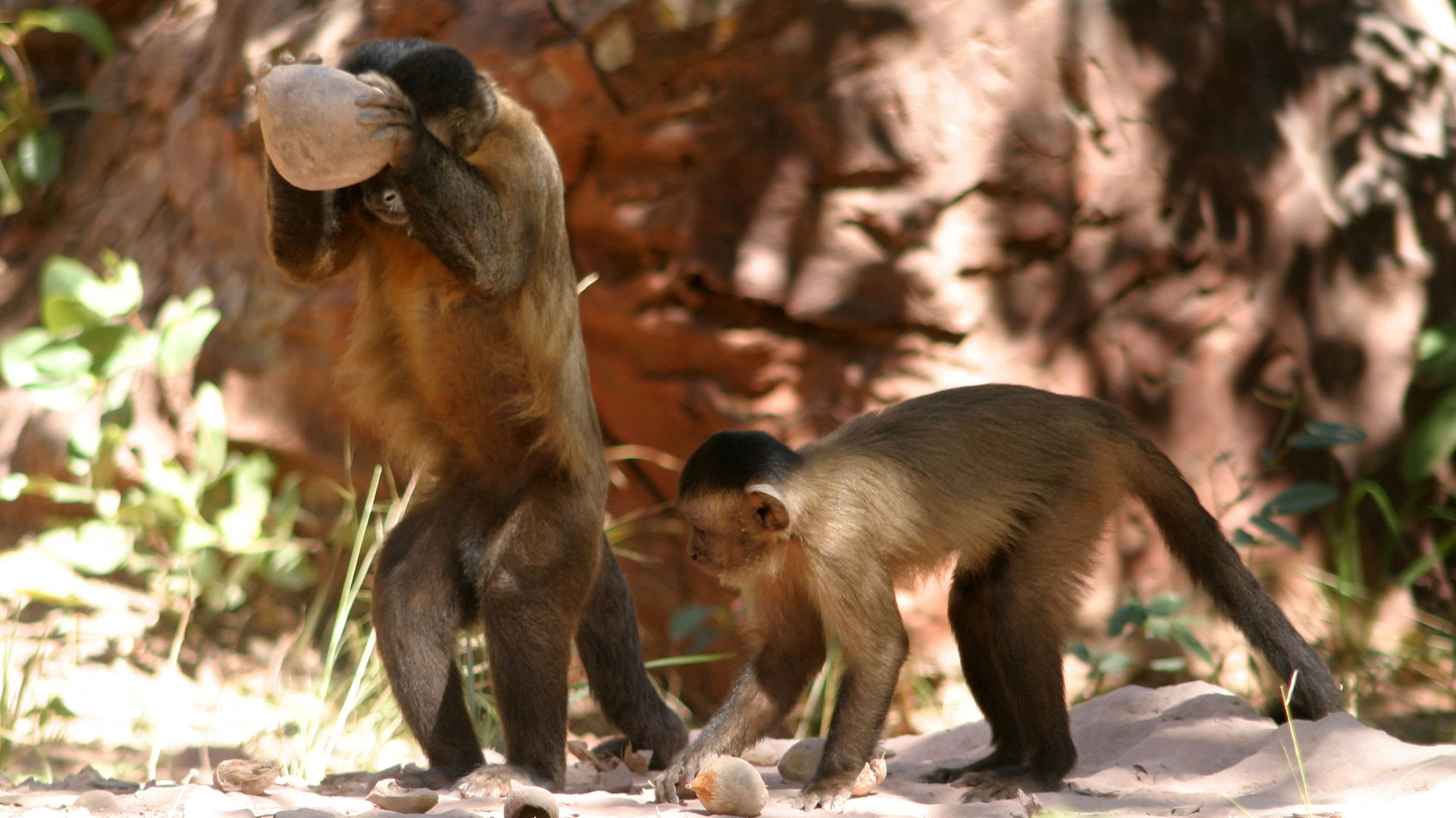 Deep Jungle: The Beast Within | About | Nature | PBS