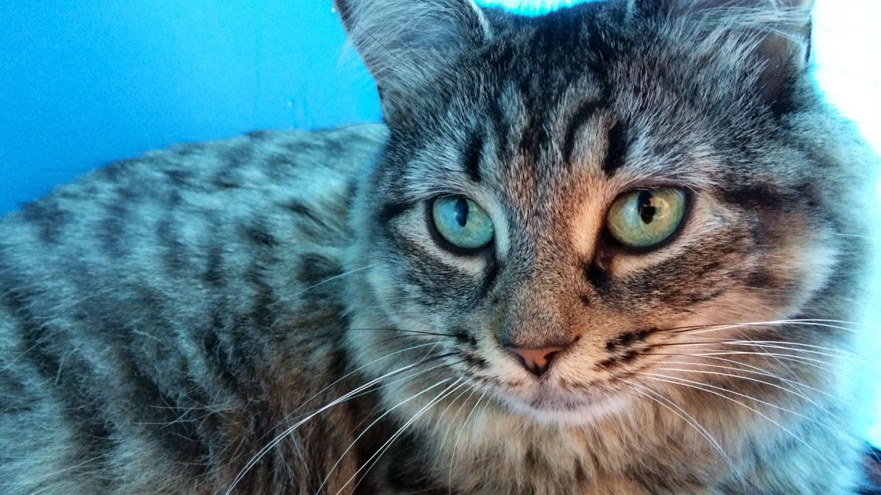Extraordinary Cats | About | Nature | PBS
