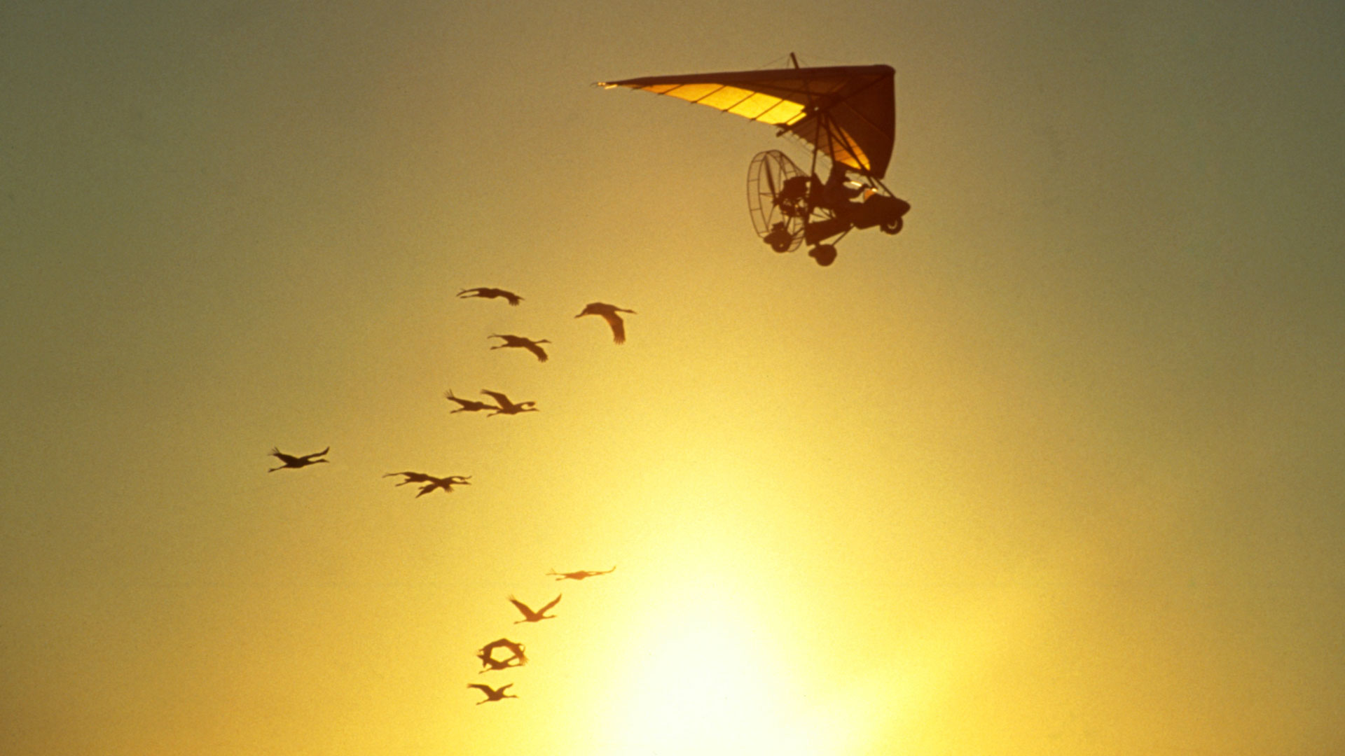 Flight School | About | Nature | PBS