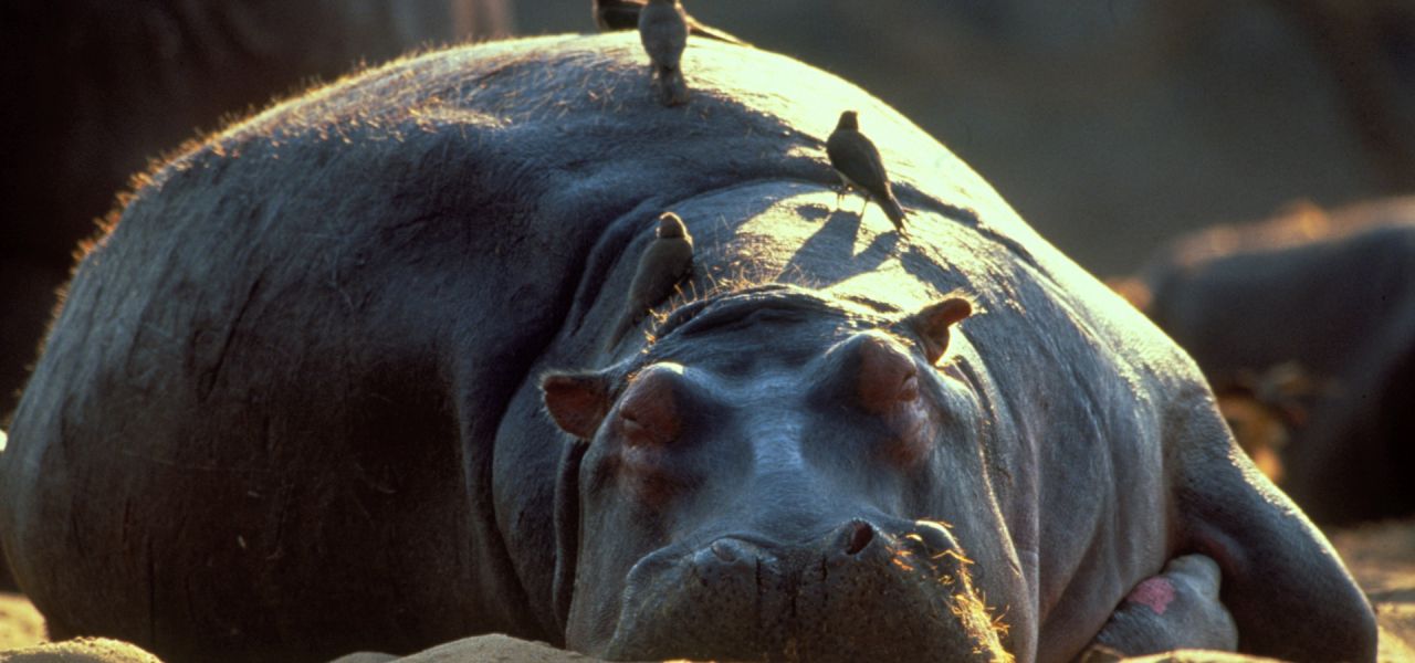 Hippopotamus | Nature | PBS