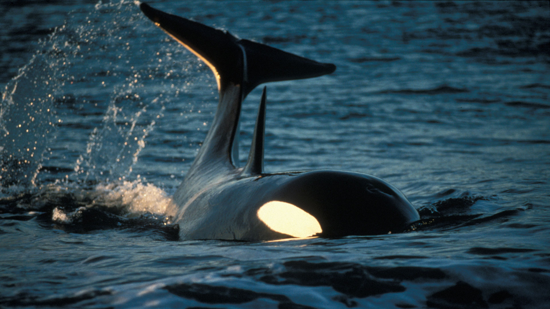 Grian Bolb An Ocras Orcas Covered In Scars Left By 'cookiecutter