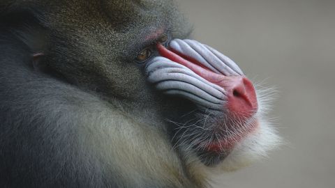 Mask of the Mandrill ~ Behind the Scenes | Nature | PBS