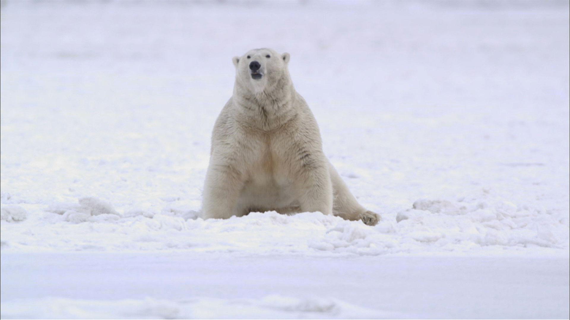 Bears of the Last Frontier | Losing Pack Ice | Nature | PBS