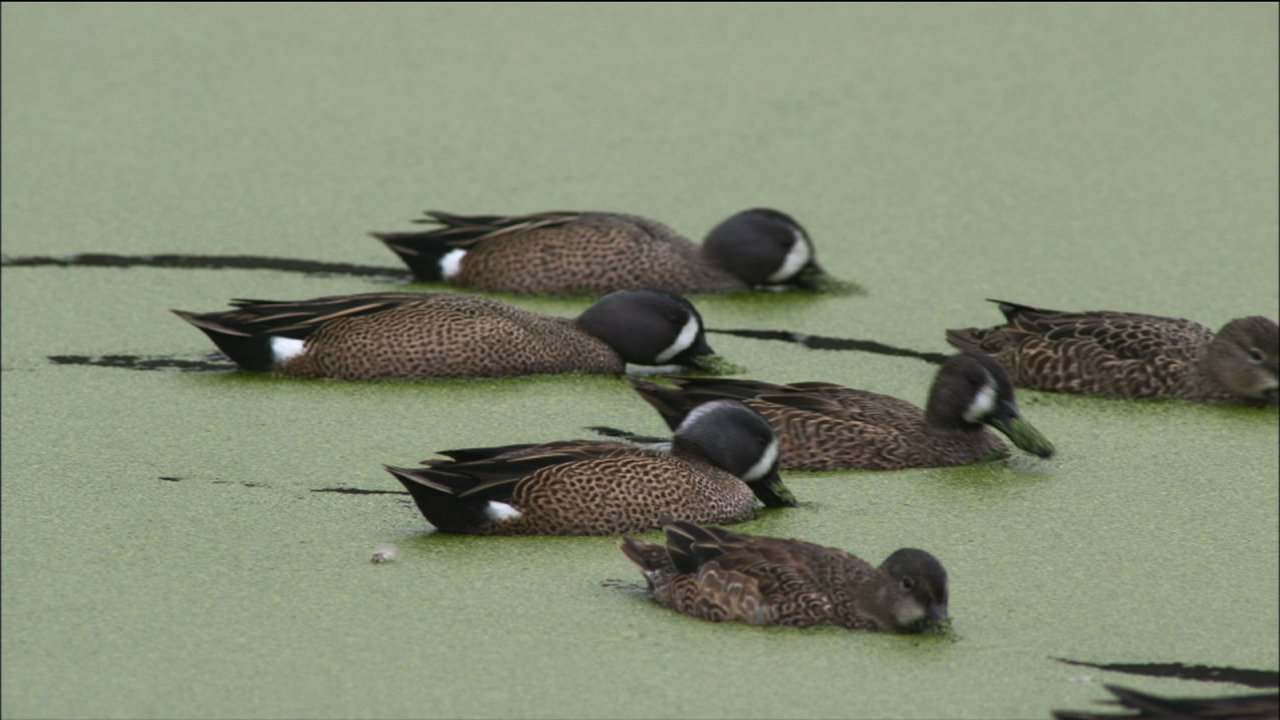 Ducks & Geese | Nature | PBS