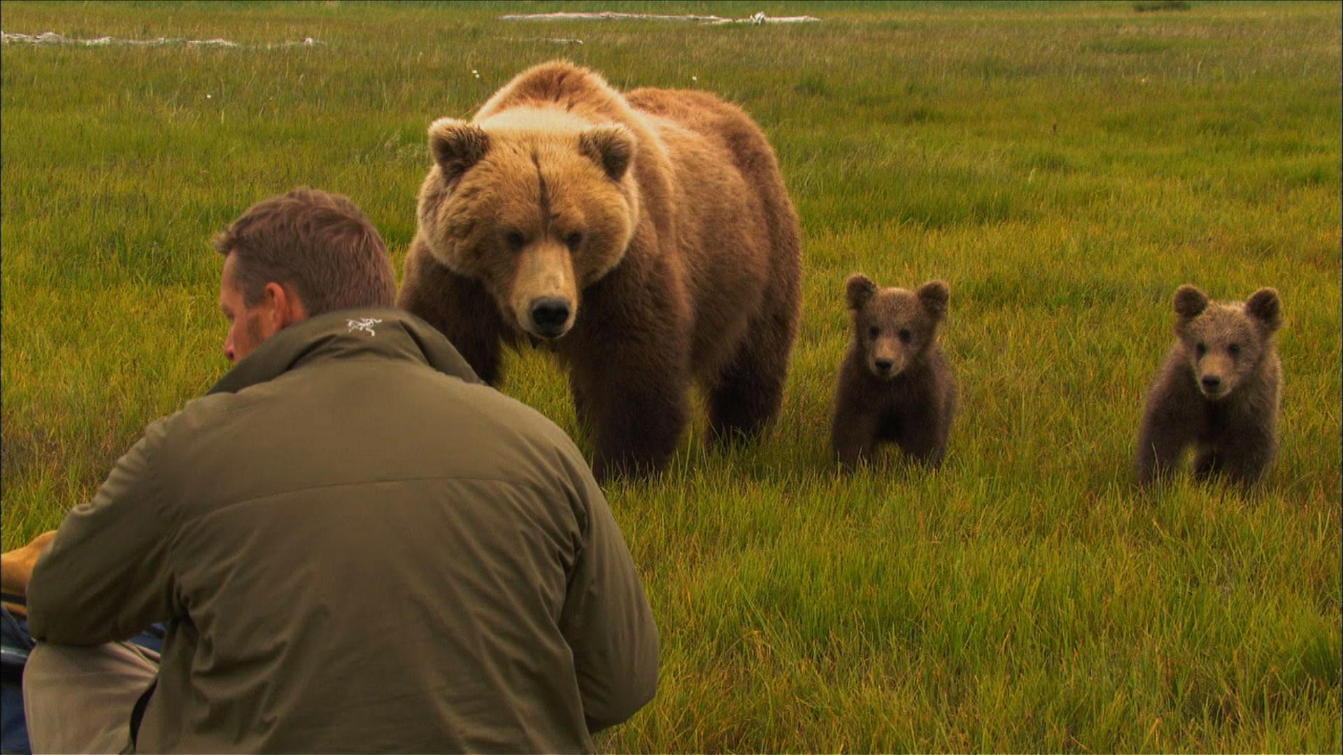 Bears of the Last Frontier | Close Encounters | Nature | PBS