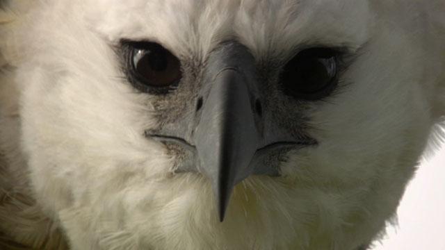 Jungle Eagle | About | Nature | PBS