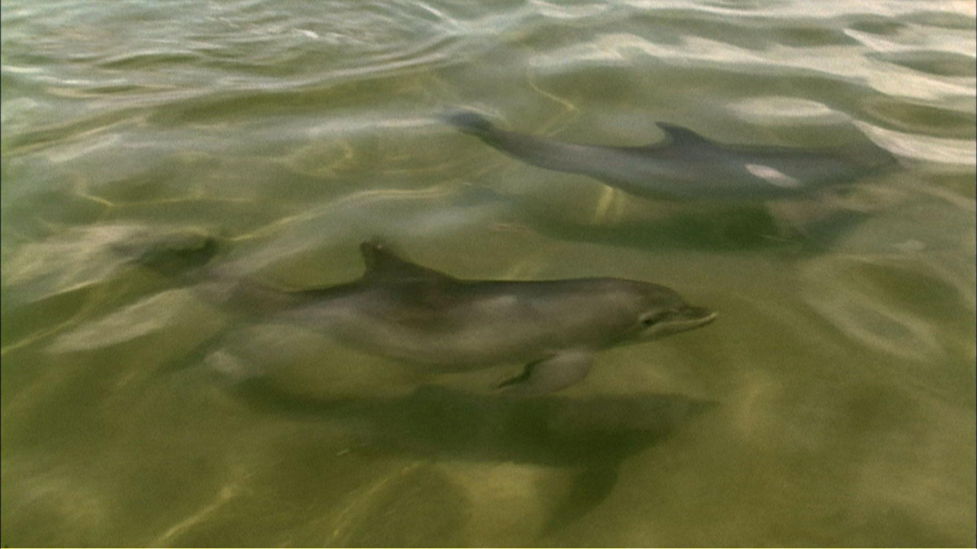 Ocean Giants | Dolphin Mud Walls | Nature | PBS