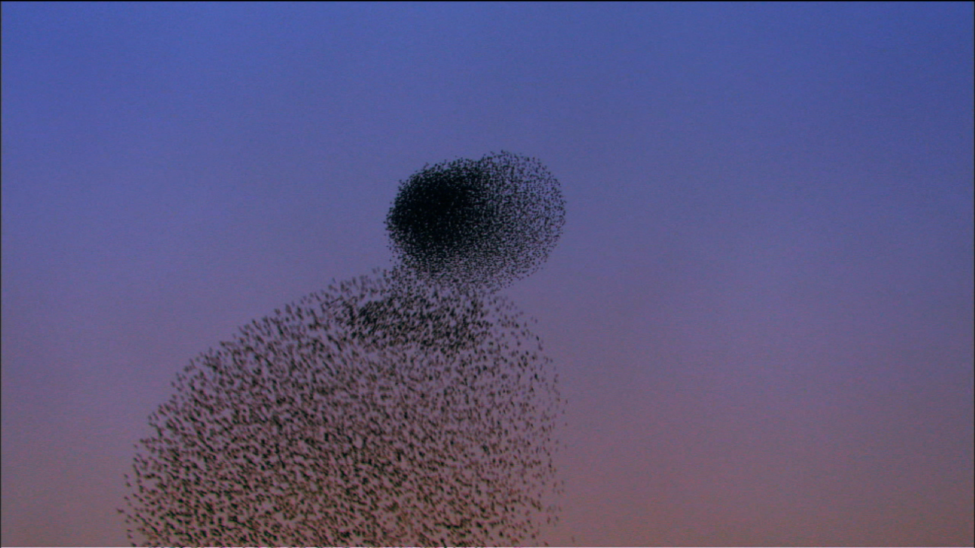 EARTHFLIGHT | Starling Aerial Acrobatics | Nature | PBS