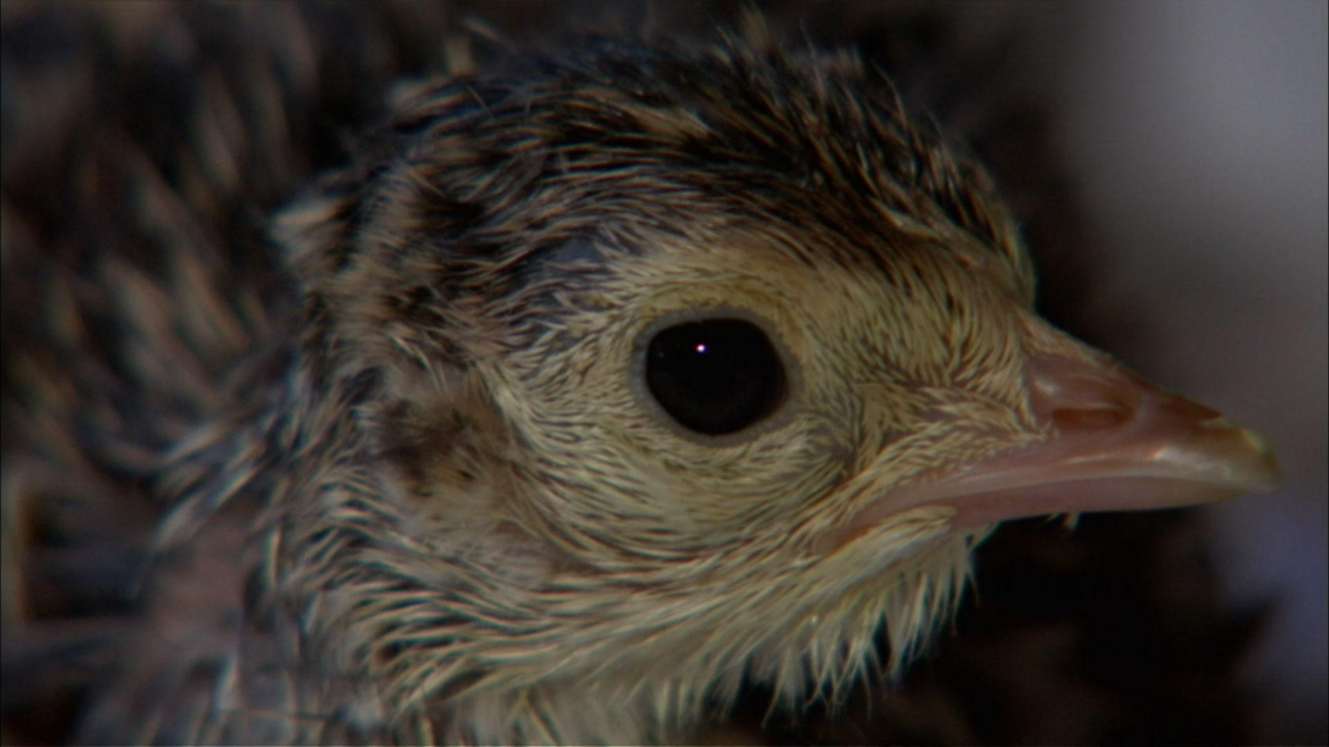 Season 30 Preview | Nature | PBS