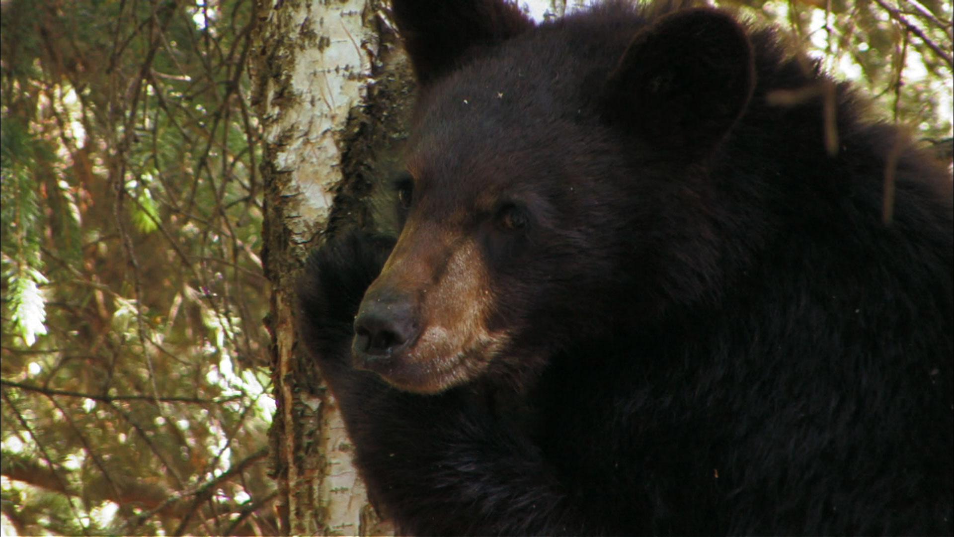 Bears of the Last Frontier | Snacking on Garbage | Nature | PBS