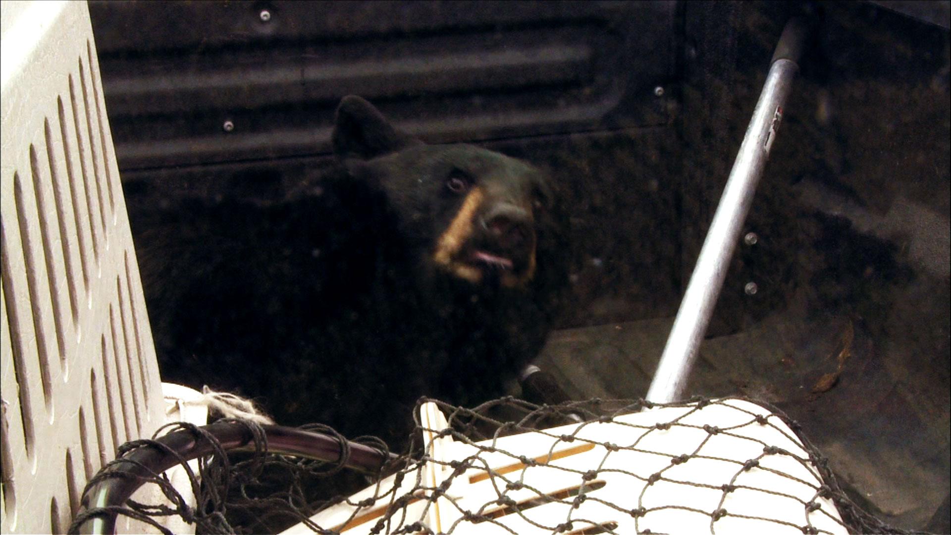 Bears of the Last Frontier | Out of Urban Anchorage | Nature | PBS