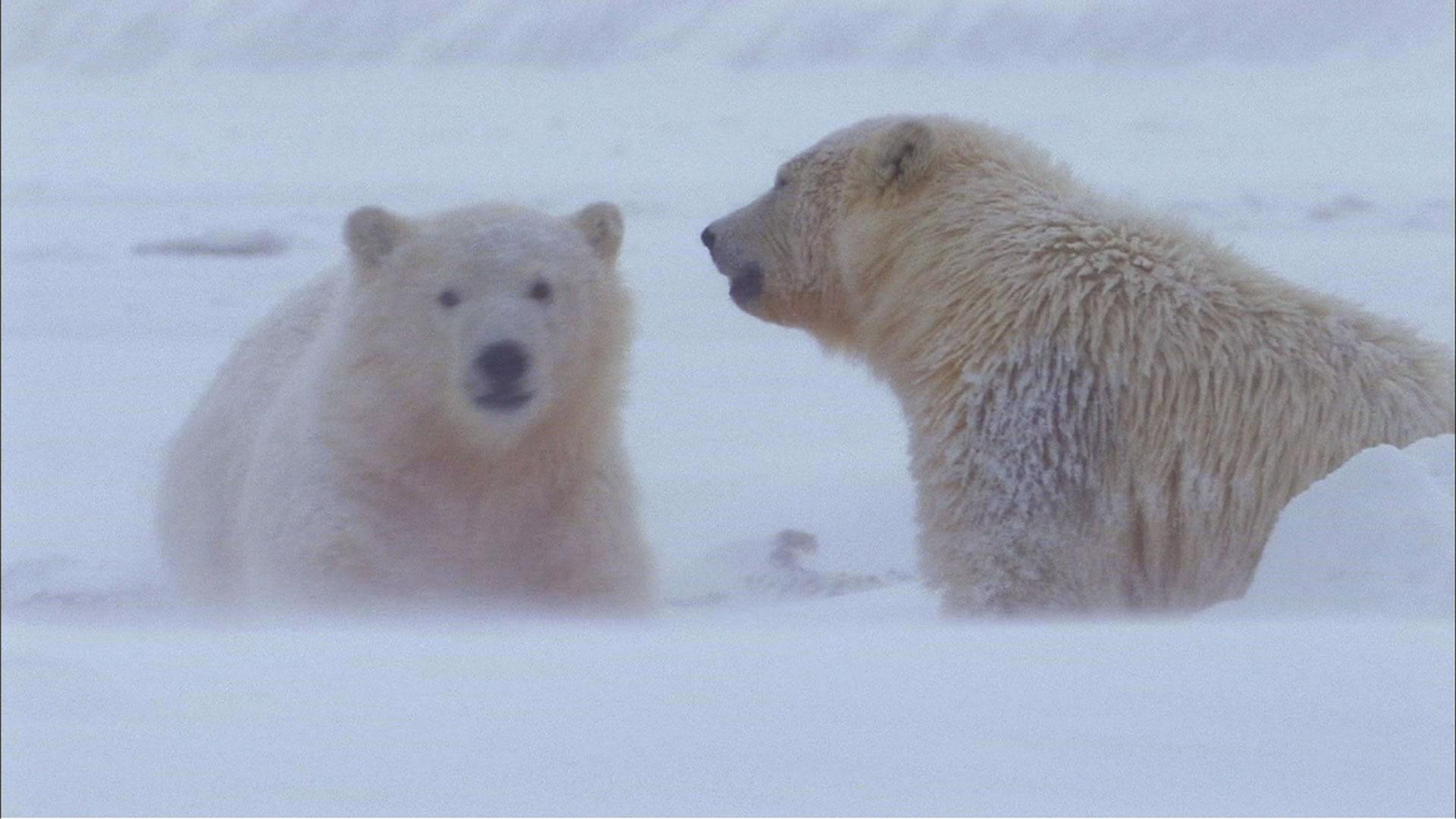 Bears of the Last Frontier | A Frozen Ocean | Nature | PBS