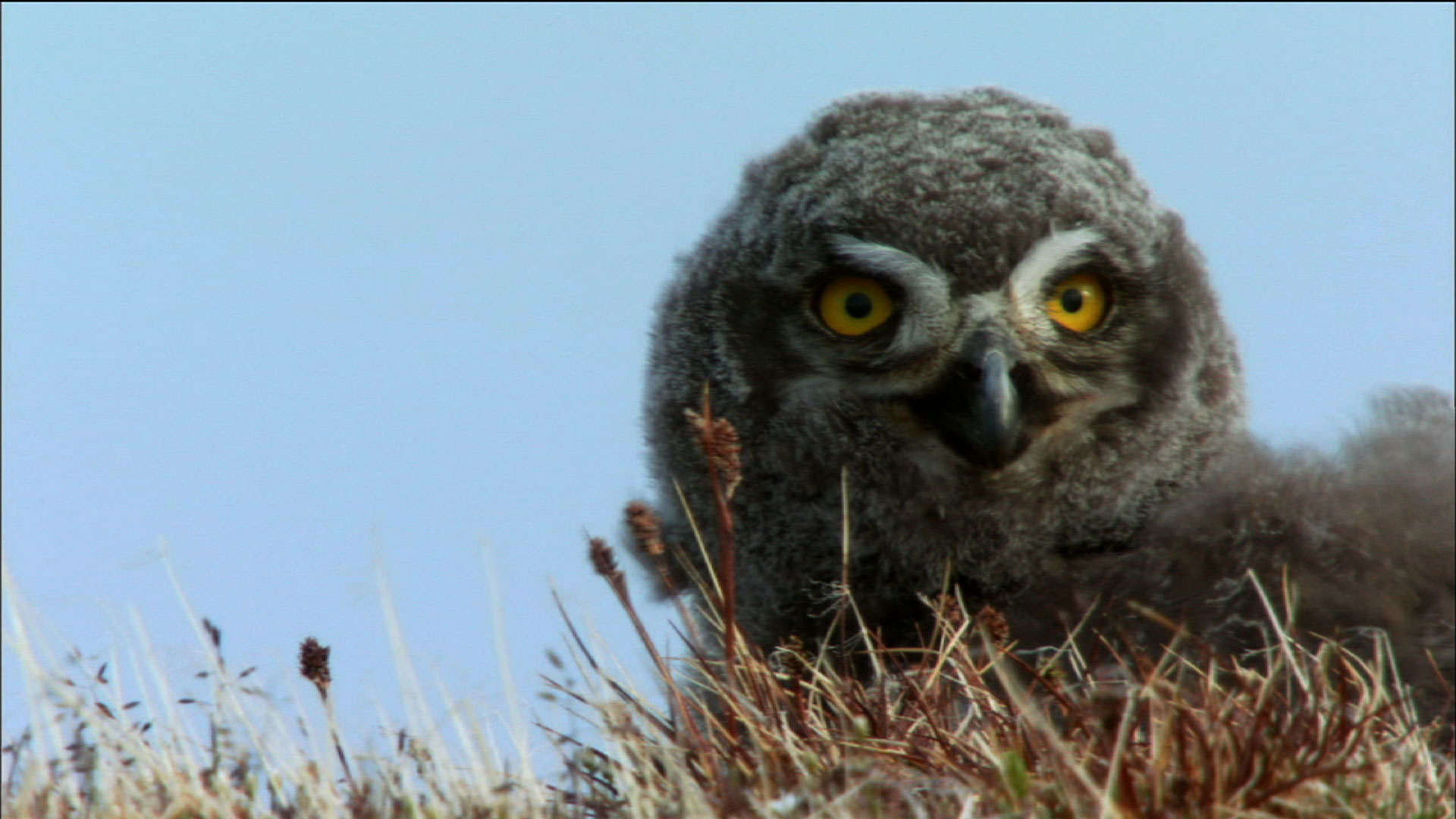 Magic of the Snowy Owl | Young Birds of Prey | Nature | PBS