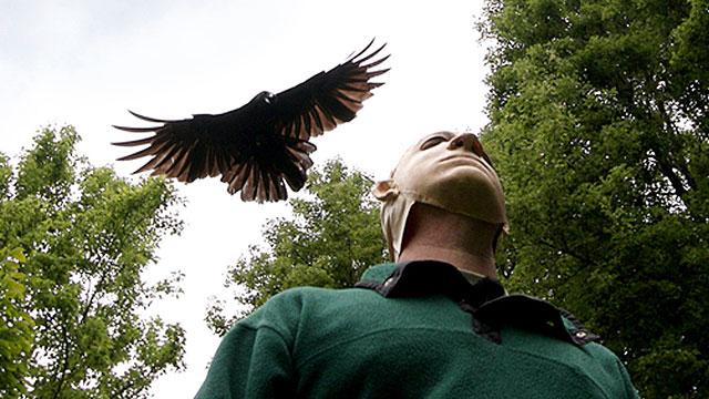 A Murder of Crows | About | Nature | PBS