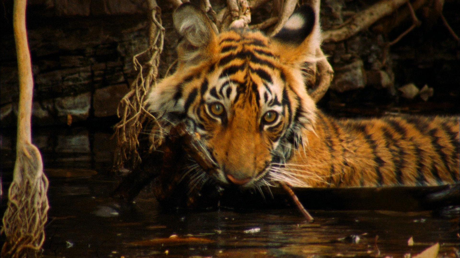 Broken Tail: A Tiger's Last Journey | A Mischievous Tiger | Nature | PBS
