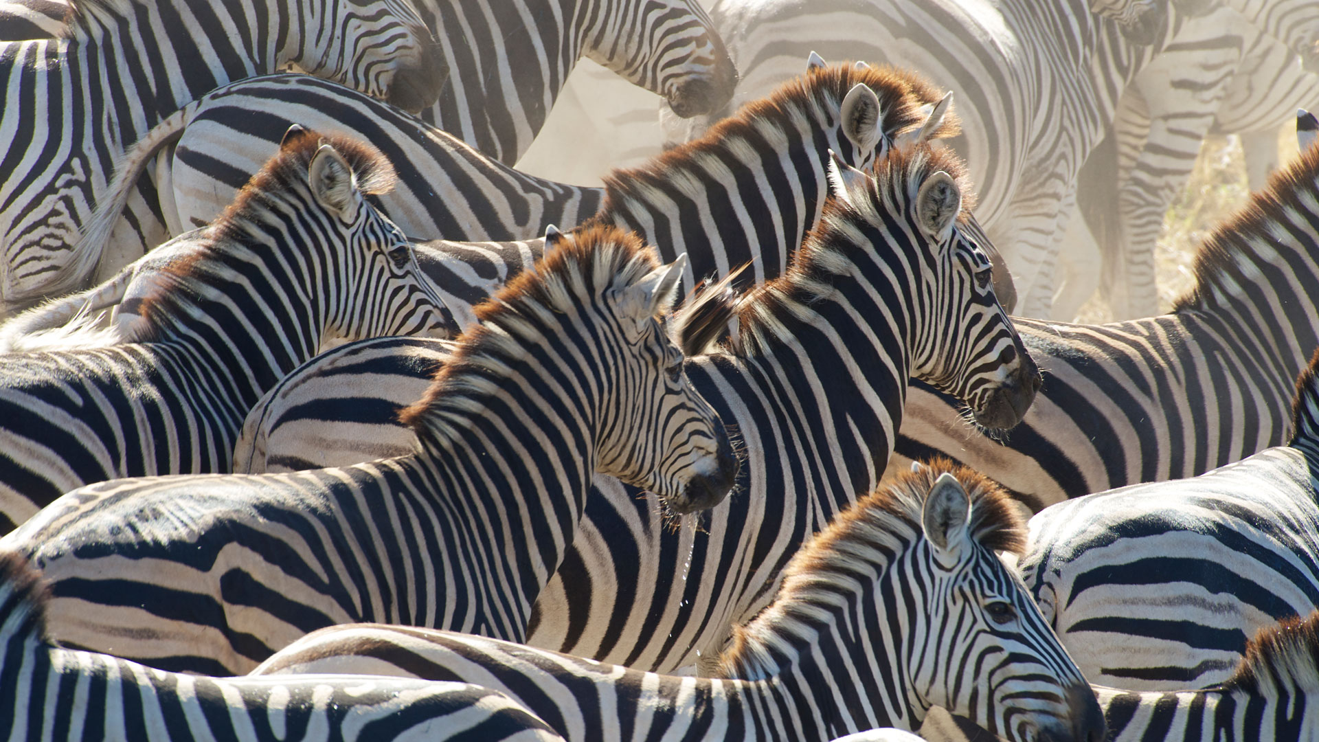 Great Zebra Exodus | About | Nature | PBS