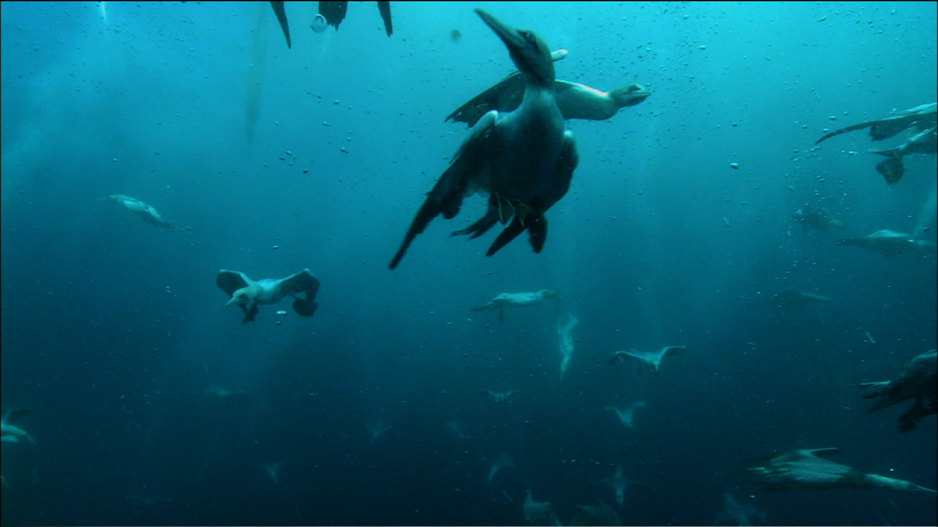 Birds Diving For Fish