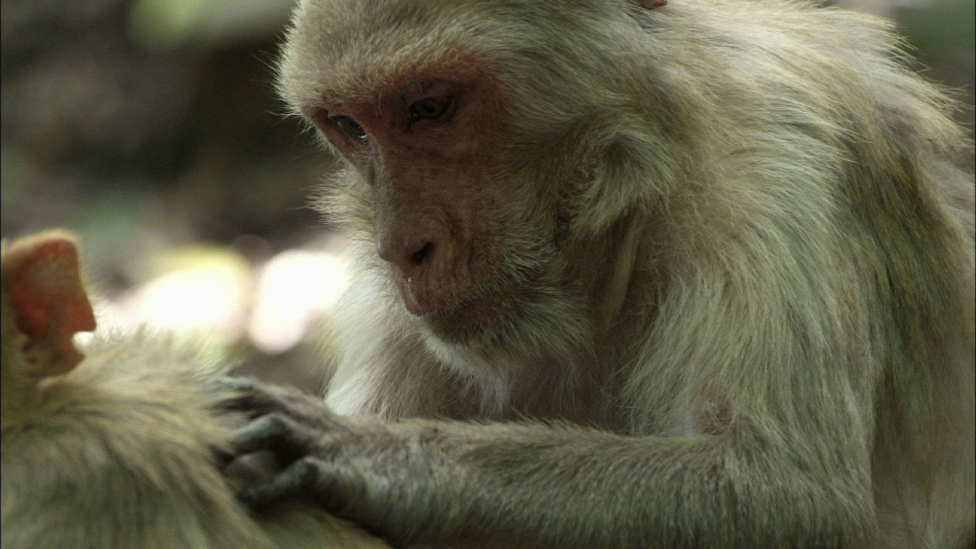 Animal Odd Couples | The Benefits of Friendship | Nature | PBS