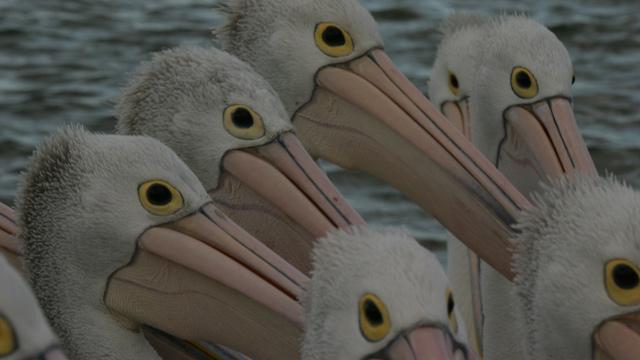 Outback Pelicans | About | Nature | PBS