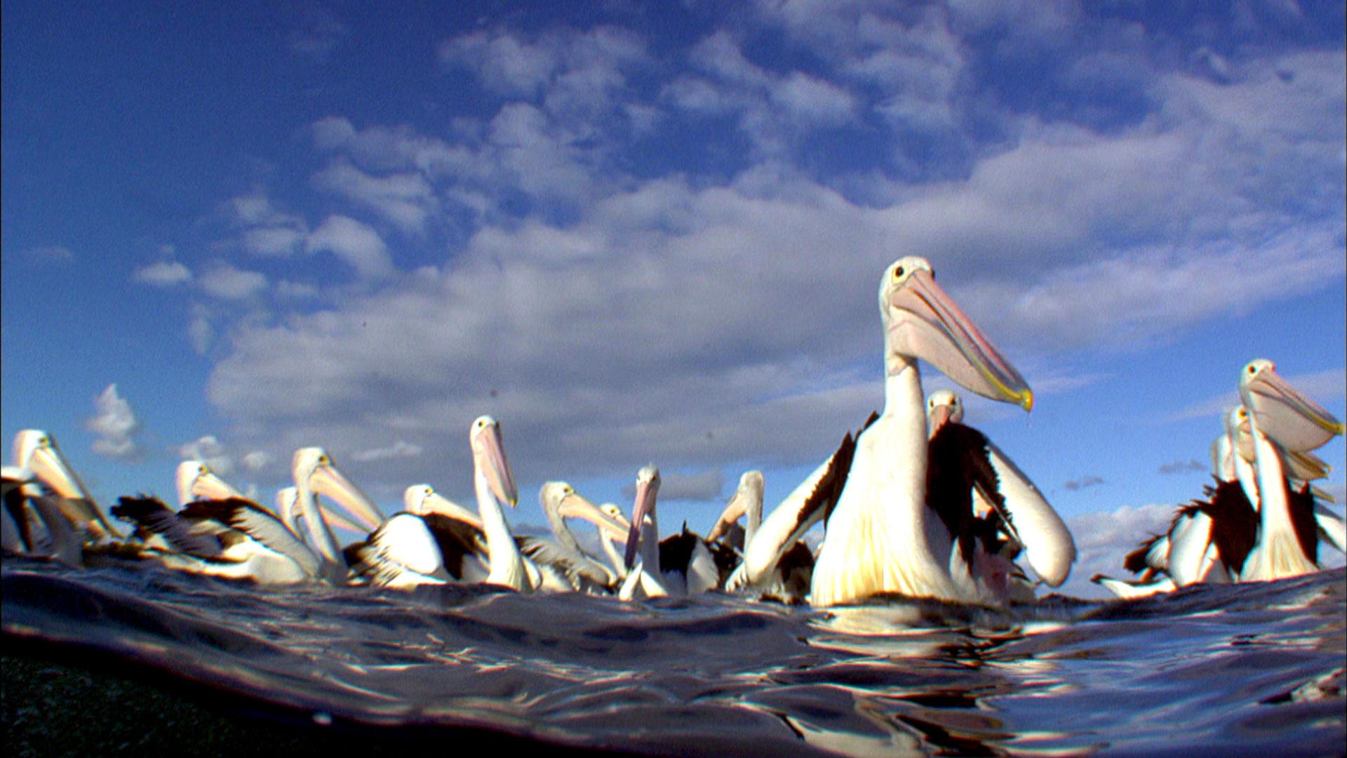 Outback Pelicans | Synchronized Swimmers | Nature | PBS