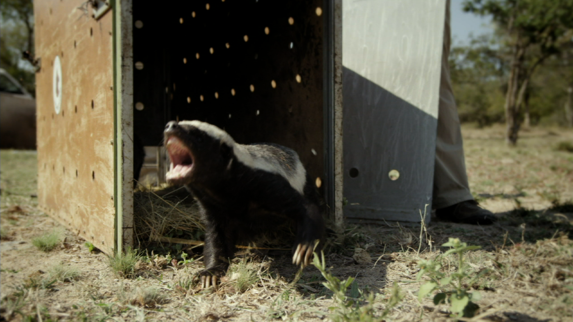 Honey Badgers | About | Nature | PBS