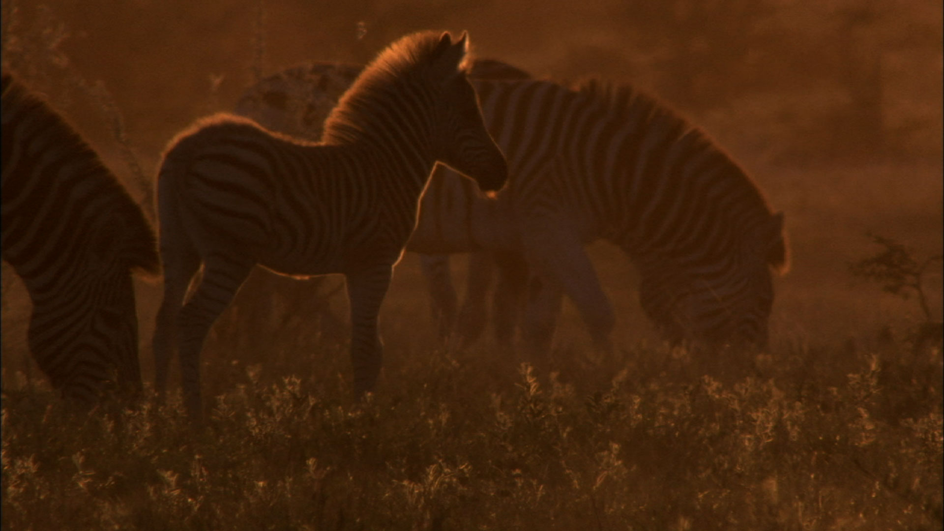 Great Zebra Exodus | The Zebra of Botswana's Saltpans | Nature | PBS