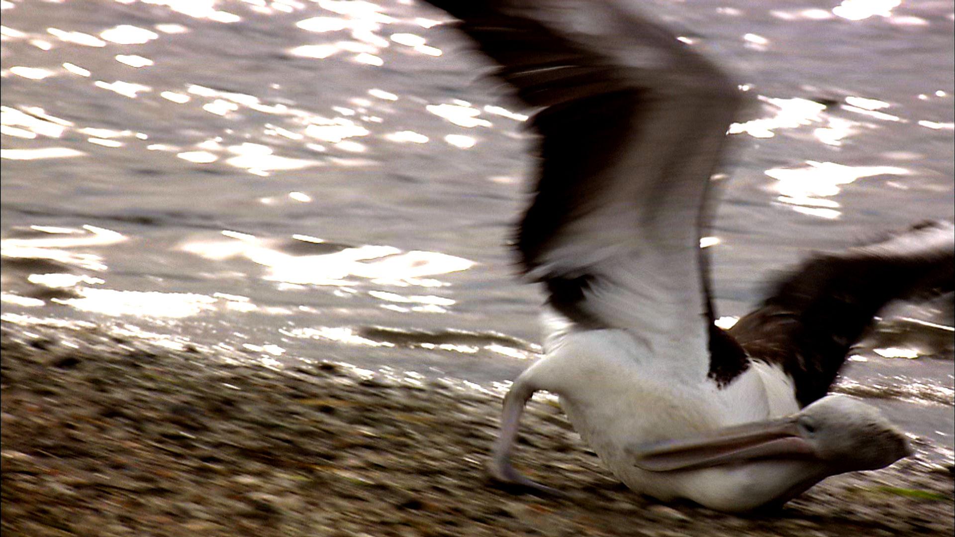 Outback Pelicans | Pelican Tantrums | Nature | PBS