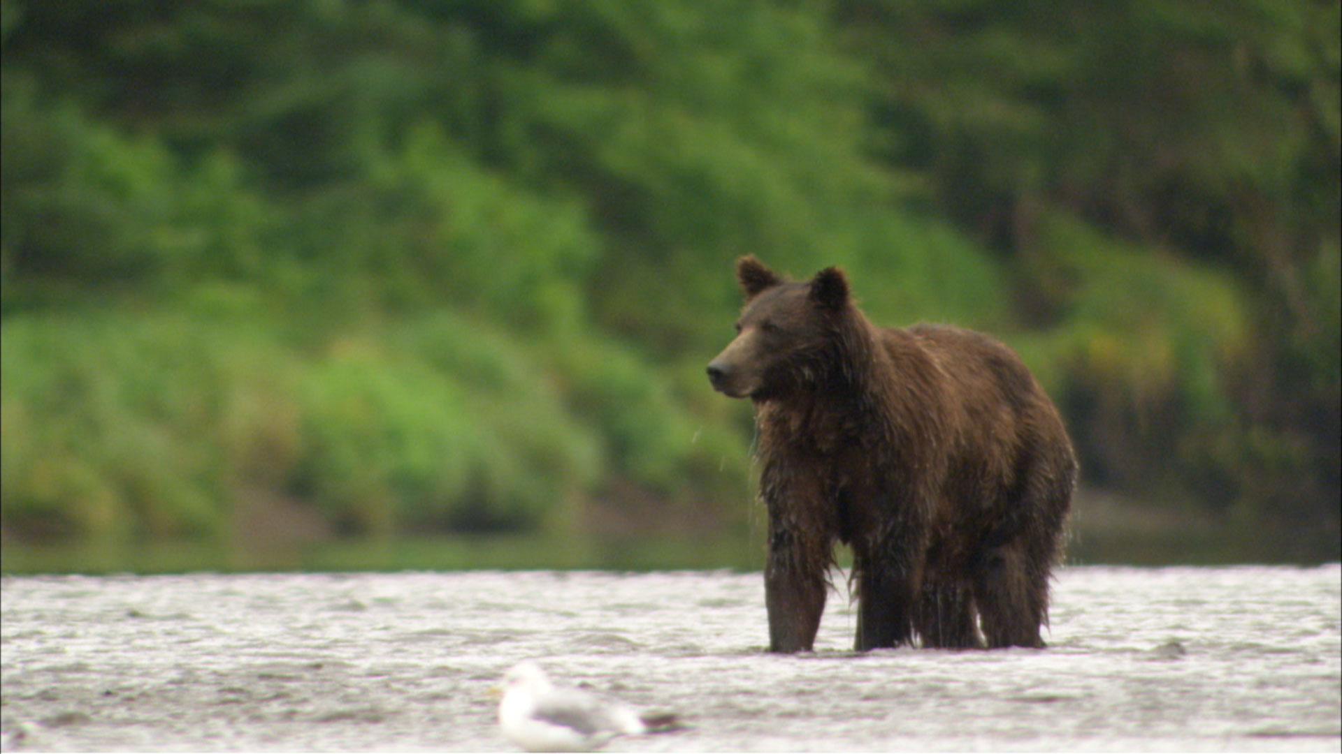 Fortress of the Bears | Behind-the-Scenes Filming with Bears | Nature | PBS
