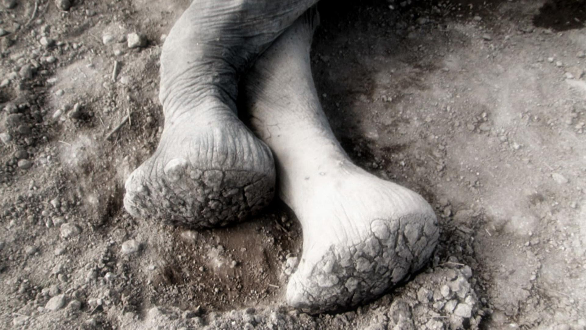 Echo: An Elephant to Remember | Death of a Matriarch | Nature | PBS