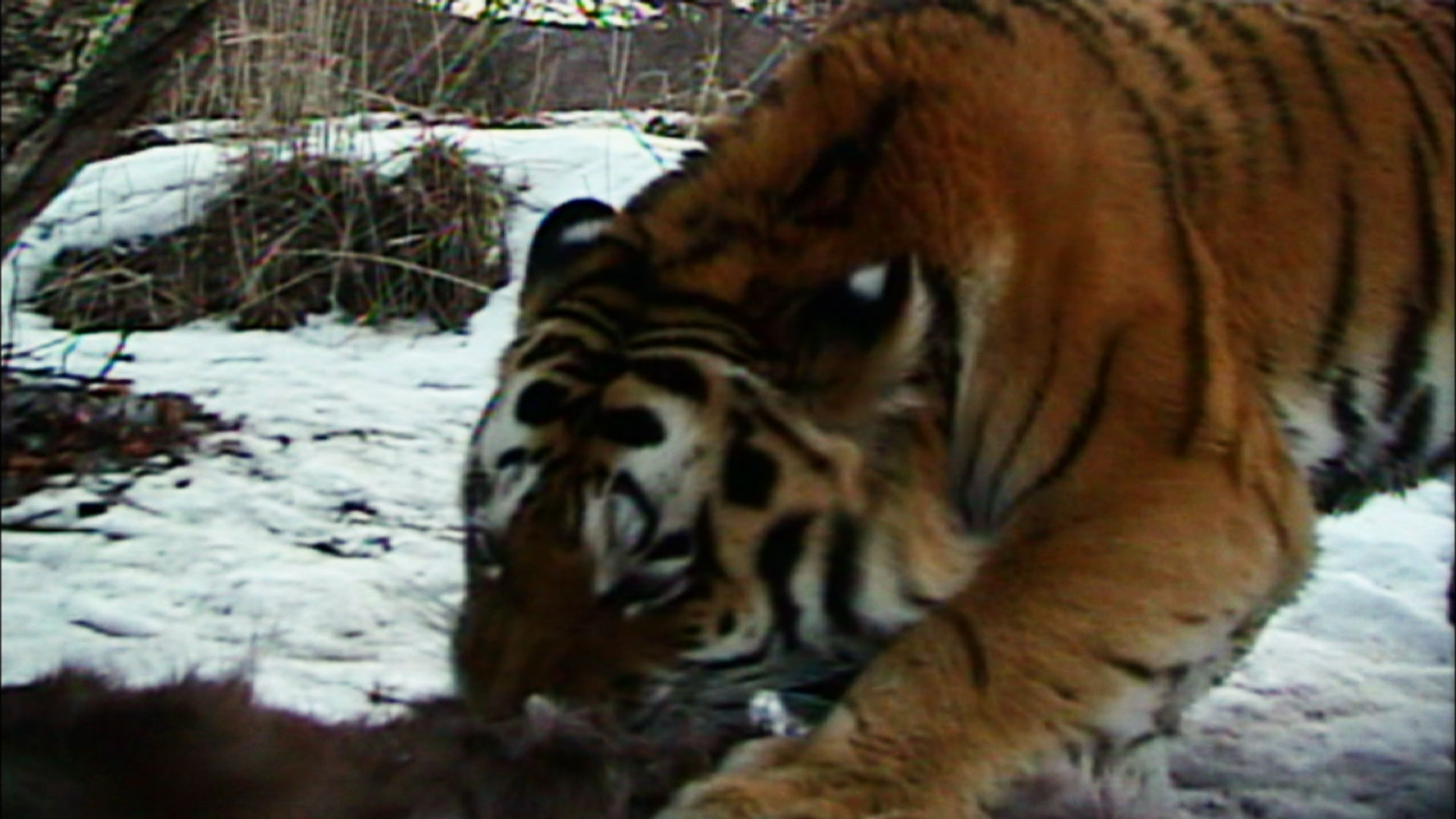 Siberian Tiger Quest | Filming Wild Tigers | Nature | PBS