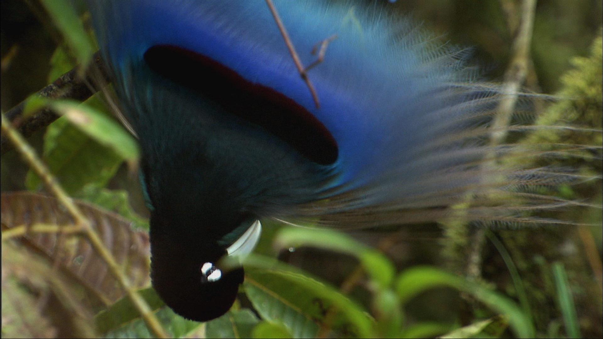 Birds of the Gods | About | Nature | PBS