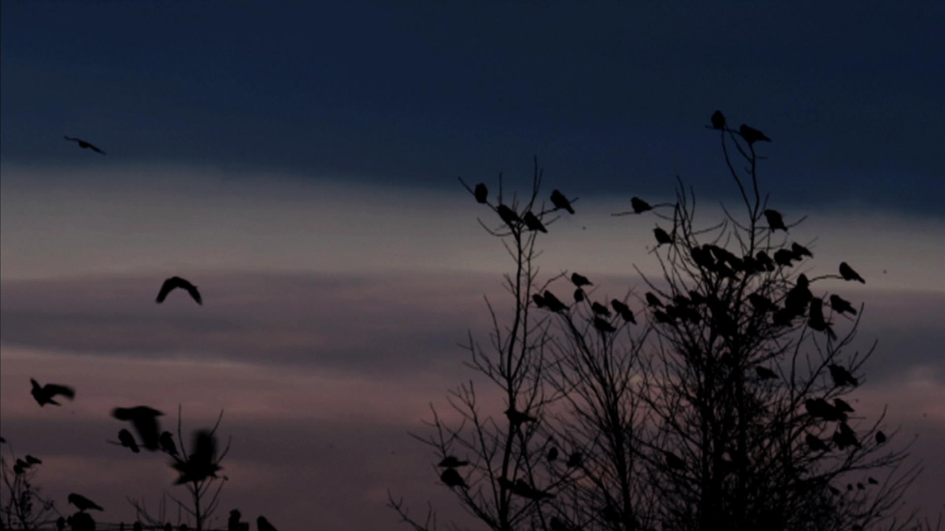 A Murder of Crows | Director Commentary: Roosting Crows | Nature | PBS