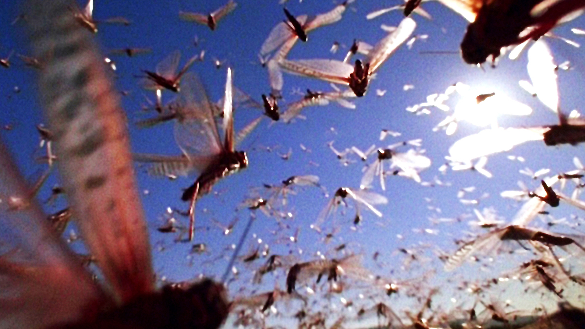 The Gathering Swarms | About | Nature | PBS