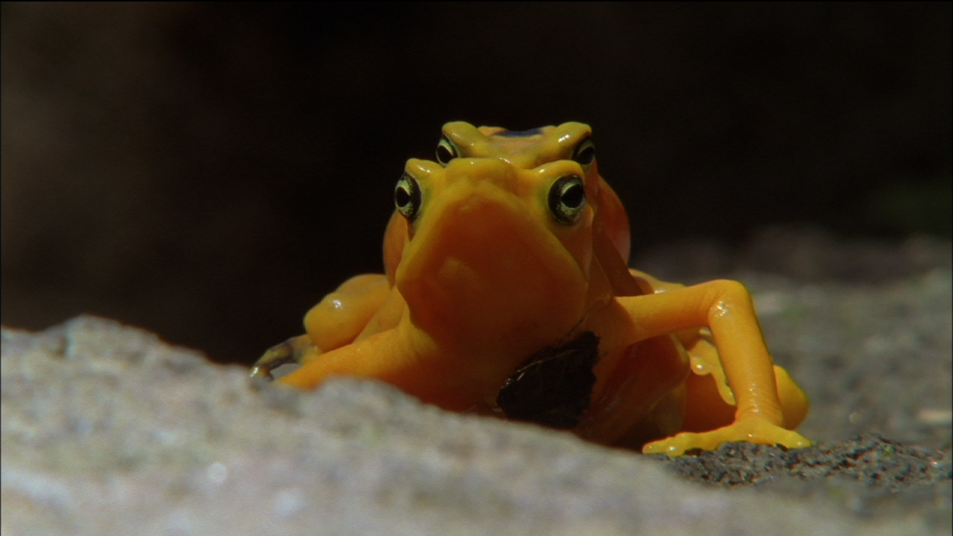 Fabulous Frogs | Golden Frogs Make Waves | Nature | PBS