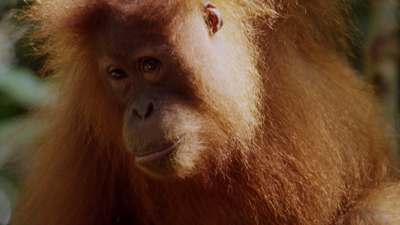 New Season of NATURE: Sneak Preview | Blog | Nature | PBS