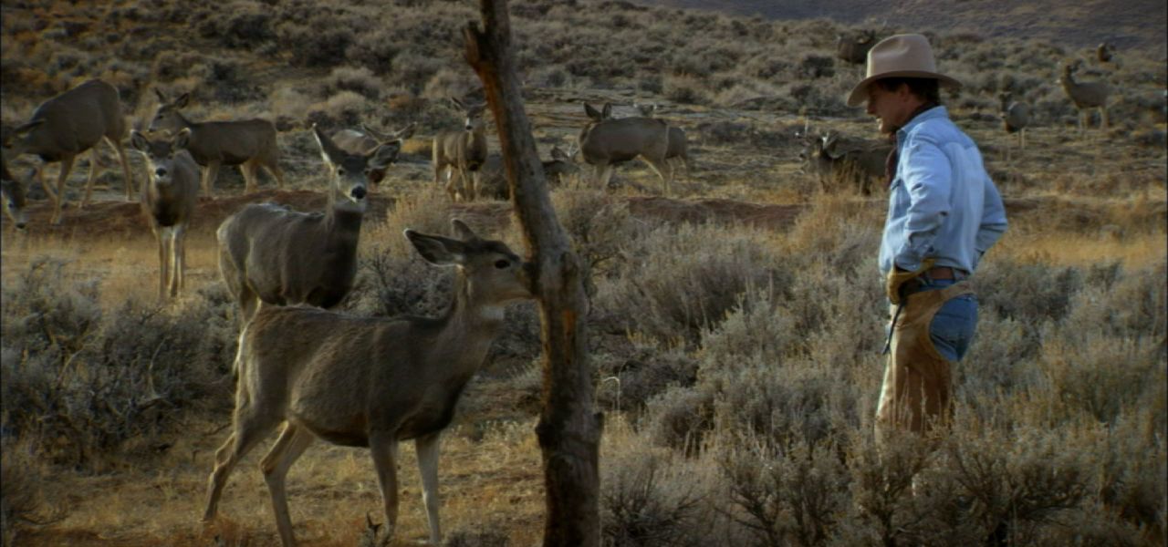 Deer | Nature | PBS