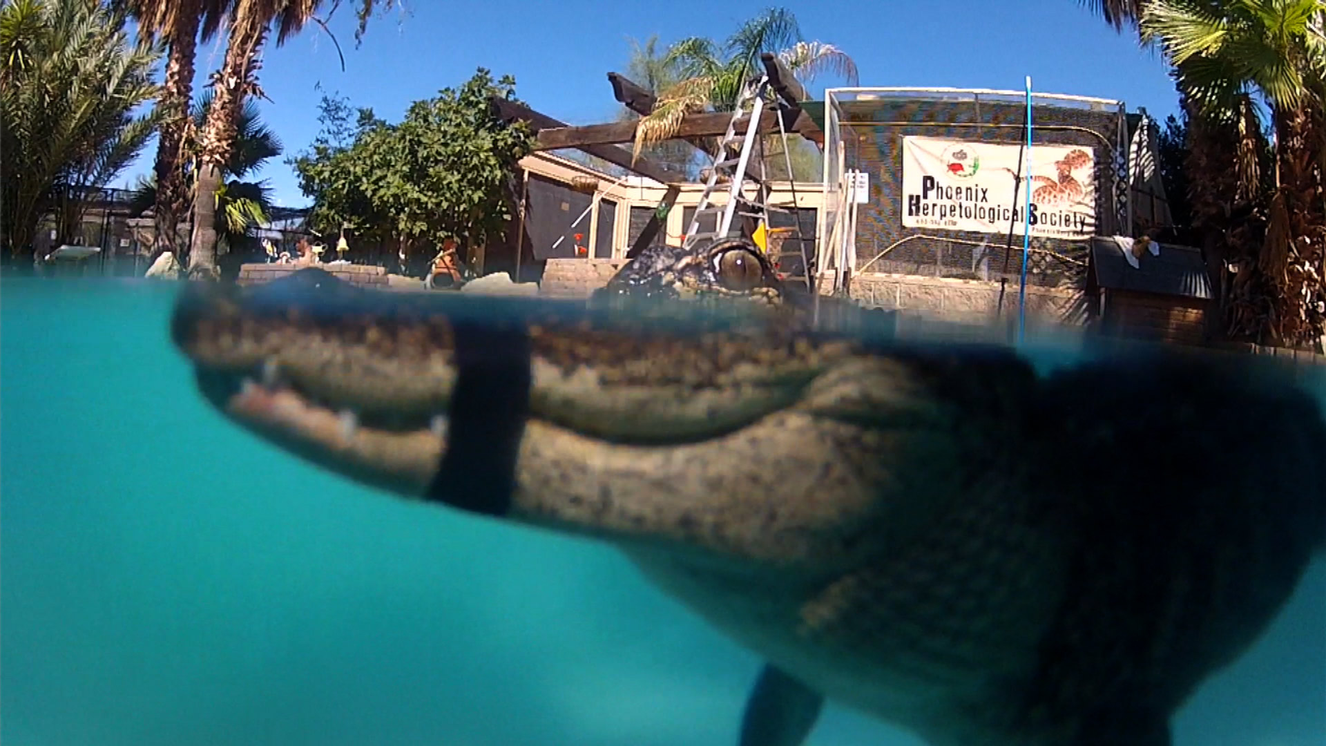 My Bionic Pet | Web-Exclusive: "Mr. Stubbs" Alligator with Prosthetic Tail Learns to Swim ...