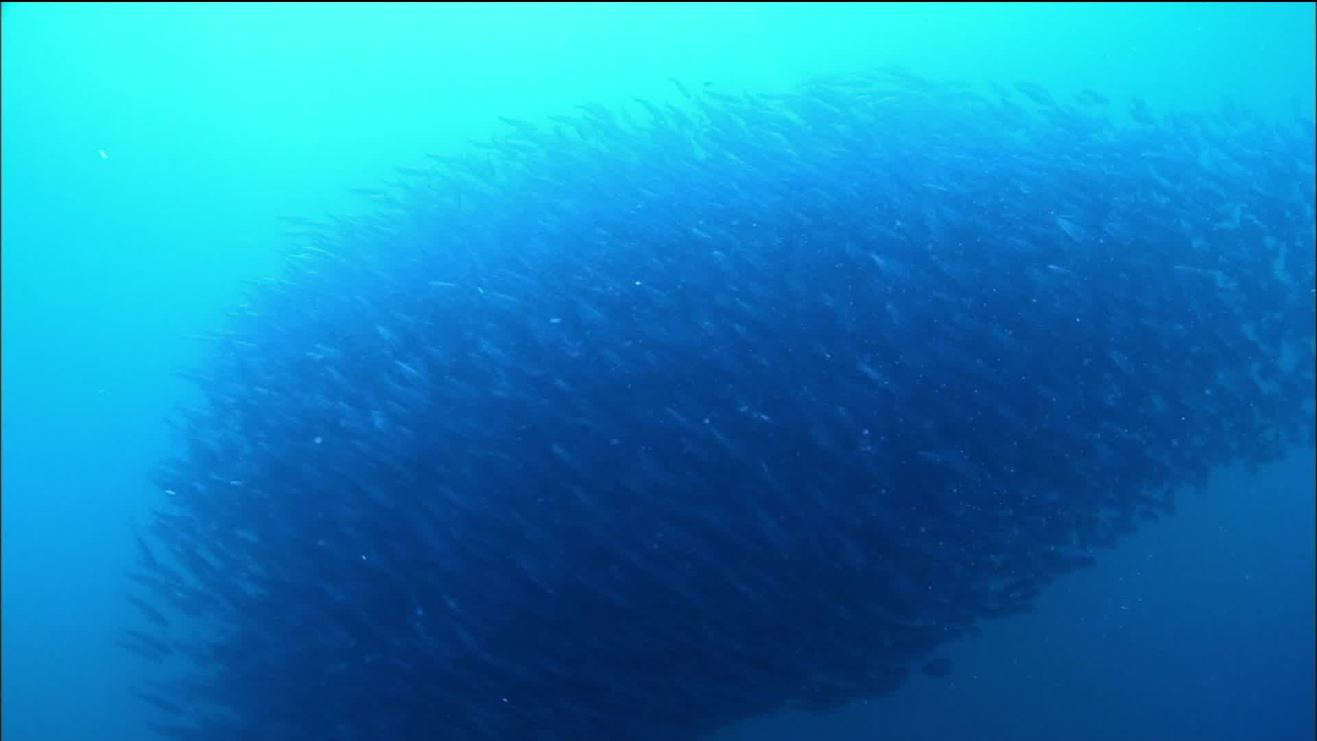 The Gathering Swarms | Sardine Run in South Africa | Nature | PBS