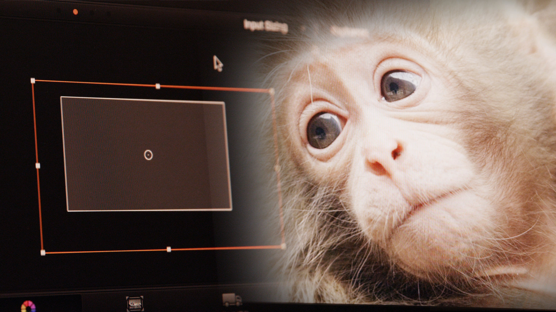 Snow Monkeys | Behind The Scenes, Part 2: Post-Production | Nature | PBS