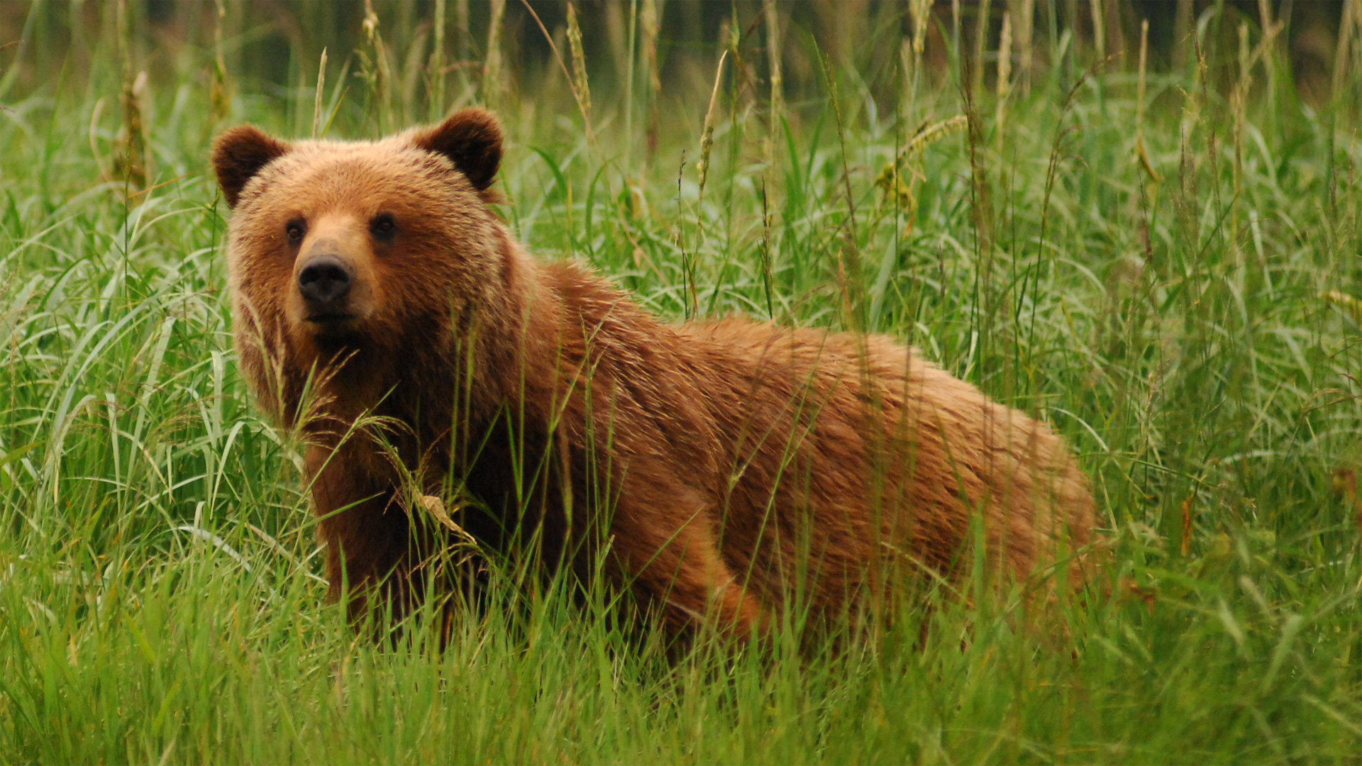 Brown Bears | Nature | PBS