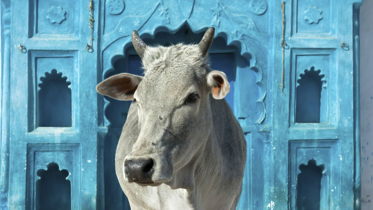 Cow | Nature | PBS