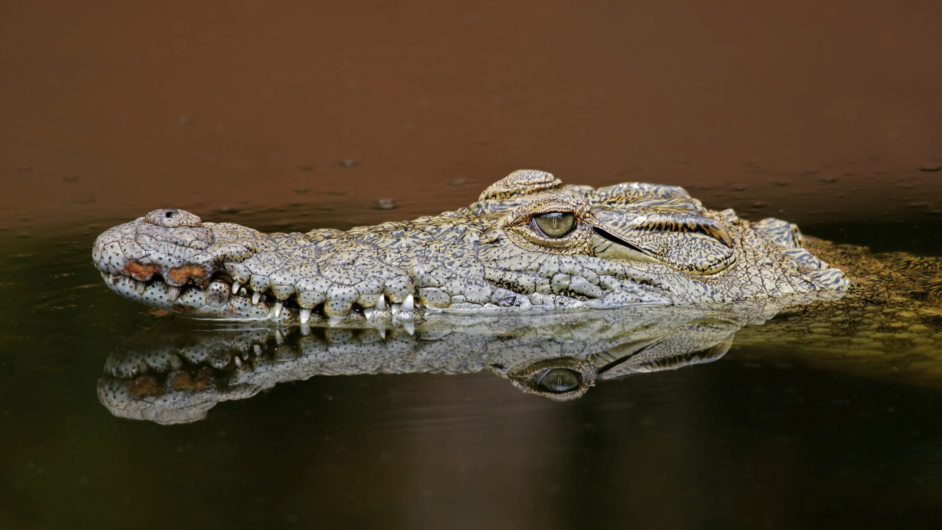 Crocodiles | Nature | PBS