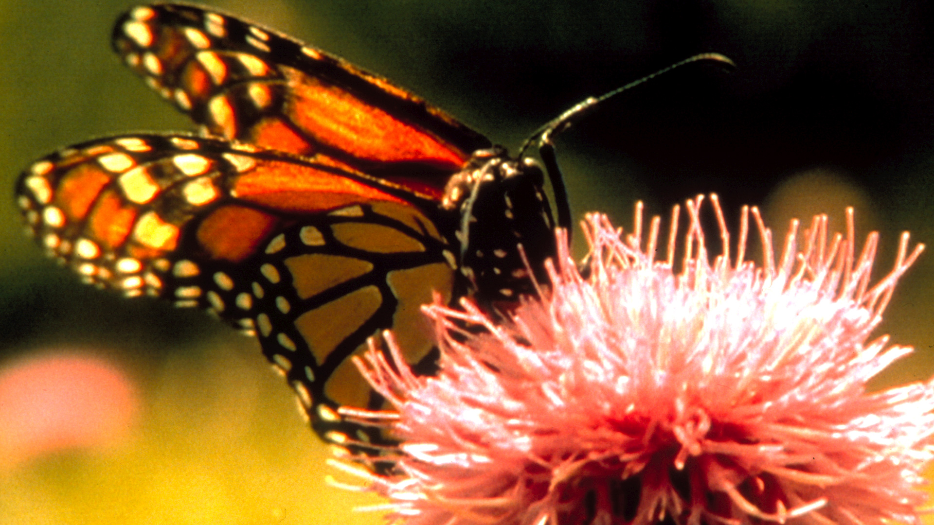 Earth Navigators | About | Nature | PBS