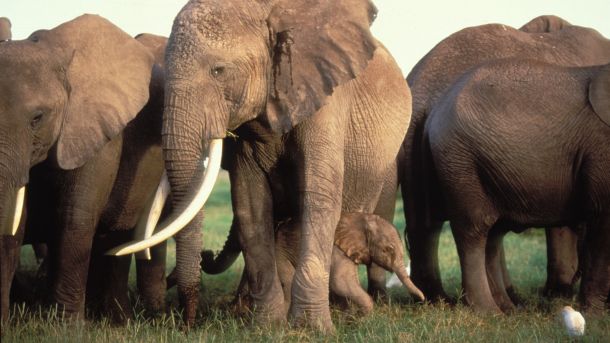 Elephants | Nature | PBS