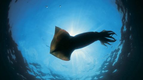 Encountering Sea Monsters ~ First Glimpses of the Giant Squid | Nature ...