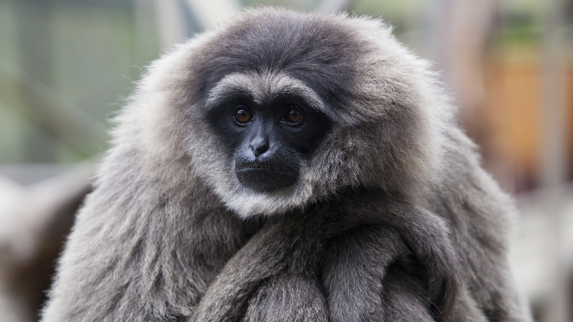 Gibbons | Nature | PBS